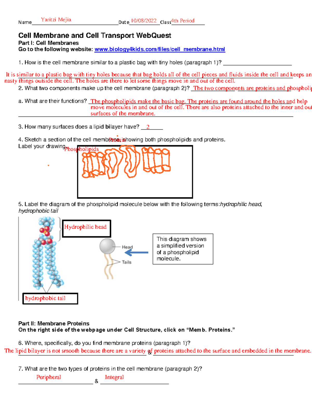 Cell Membrane & Transport WebQuest (4th Period) - Studocu