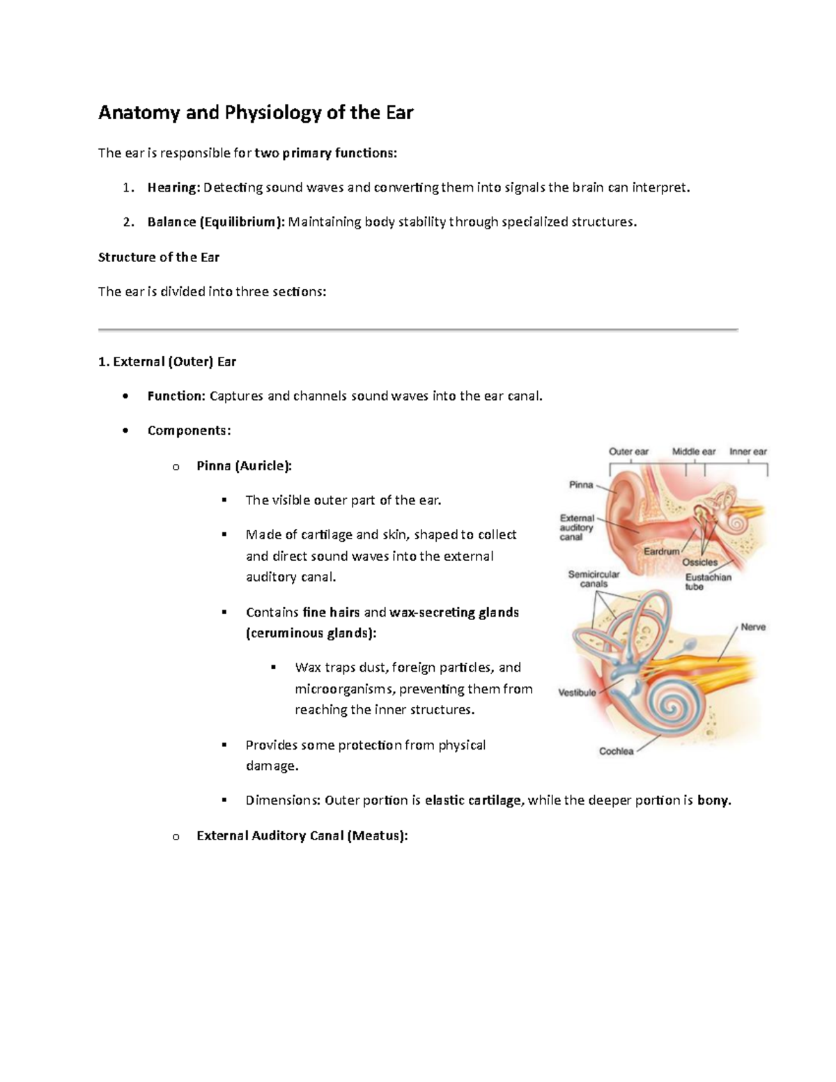 Anatomy and Physiology of the Ear: Comprehensive Overview for Study ...