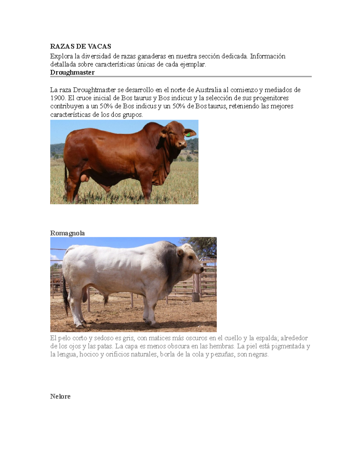 Clasificación y Características de Razas de Vacas - Estudio Agrícola ...