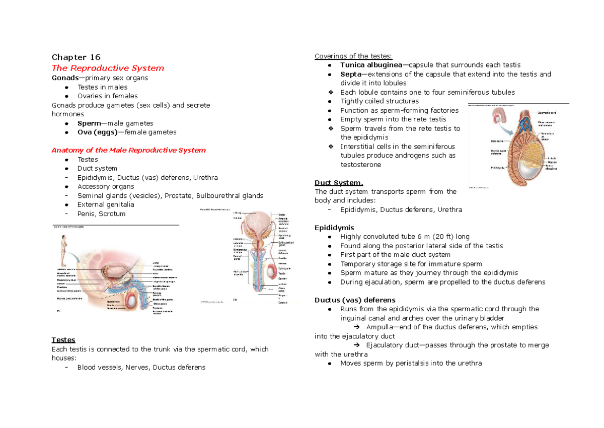P3 Anaphy - Chapter 16: The Reproductive System Overview - Studocu