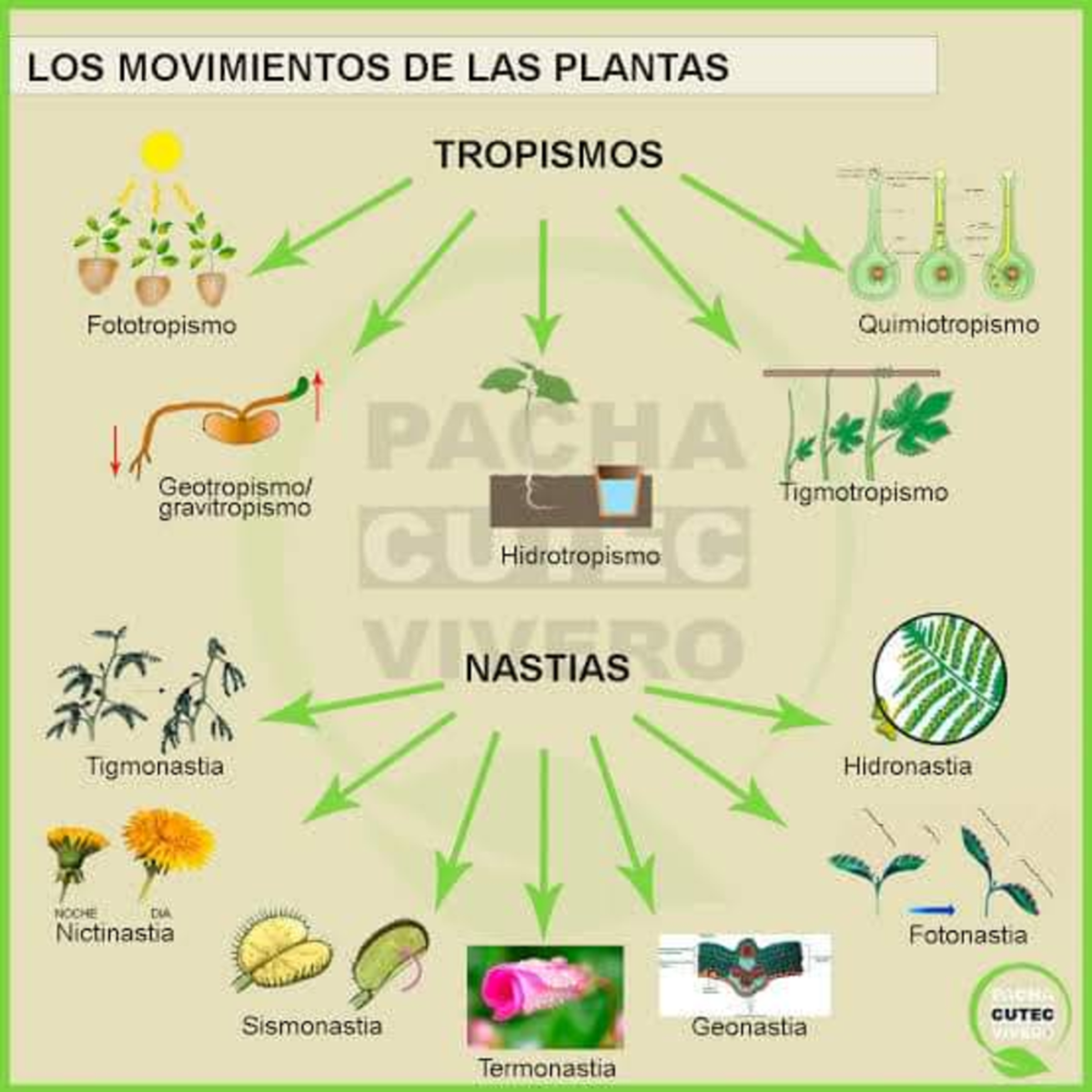 Tropismos y Nastias en las Plantas: Respuestas a Estímulos Externos ...