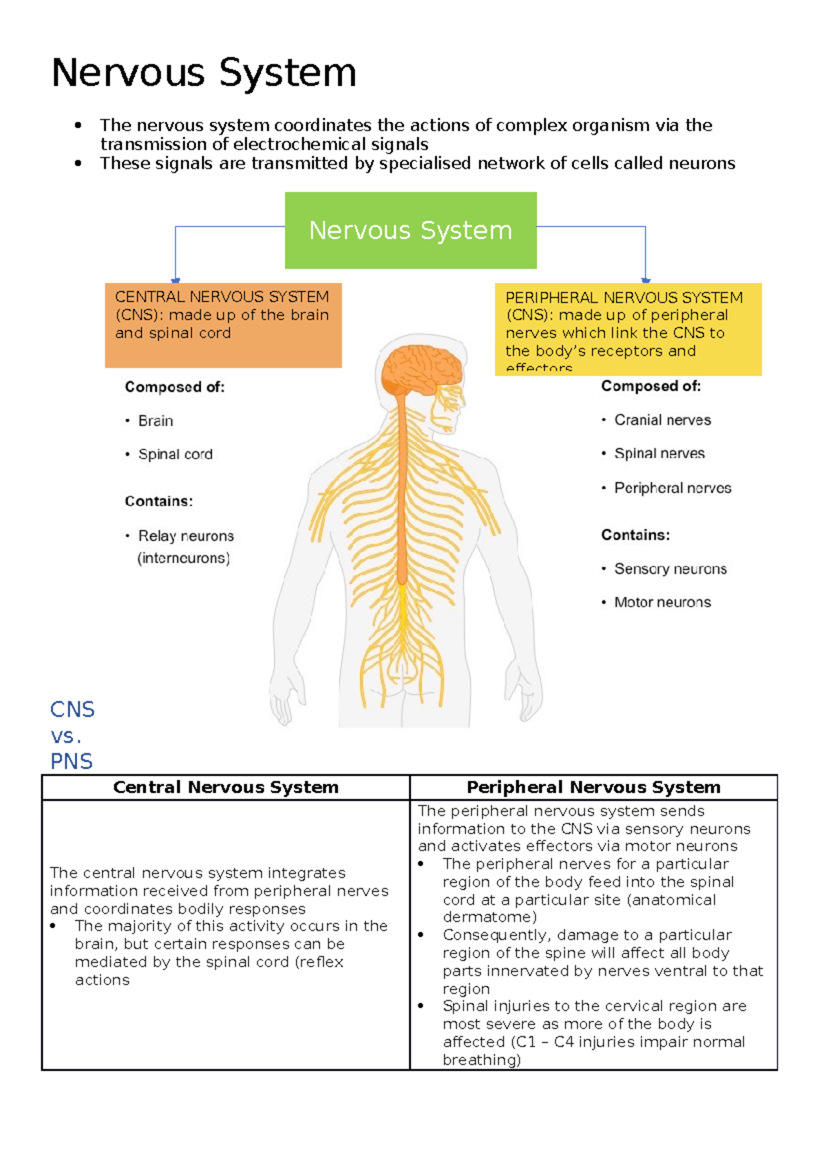 -Nervous-System A&P - Nervous System The nervous system coordinates the ...