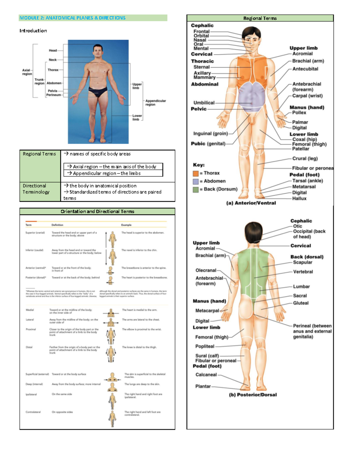 2M Anatomical Planes & Directions - DULE 1: HUMAN BODY MODULE 2 ...
