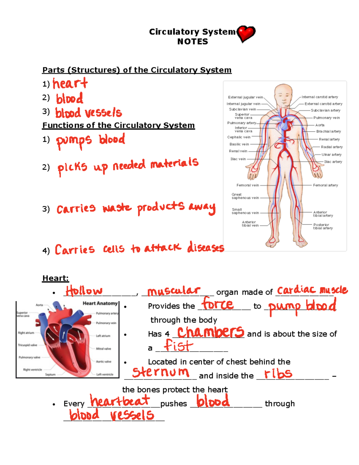 Circulatory System Overview: Blood Vessels, Functions, and Homeostasis ...