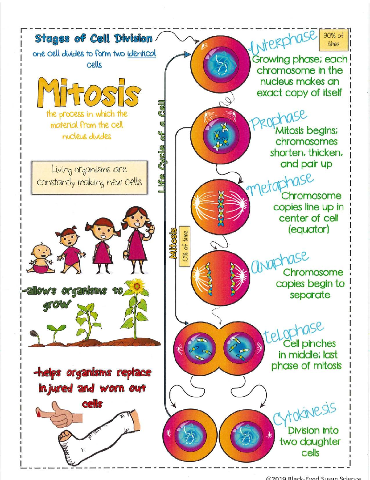 BIO Mitosis Doodle Notes: Stages of Cell Division Explained - Studocu