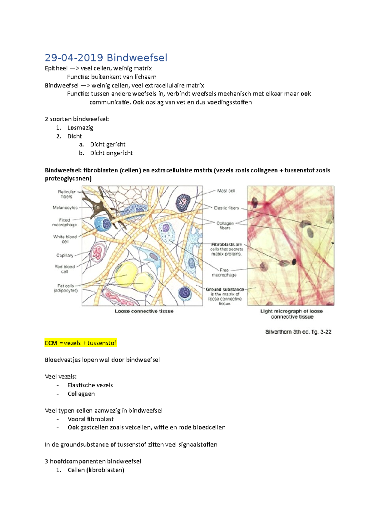 Bindweefsel Hoorcollege: Structuur en Functies van Bindweefsel ...