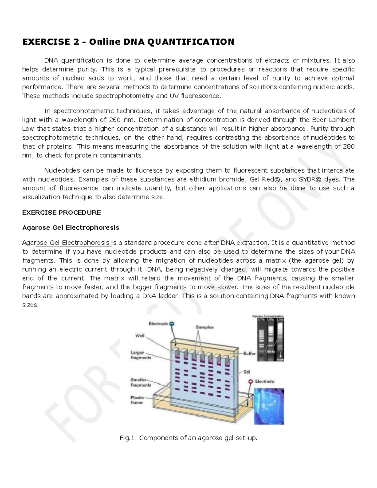 Calma Katherineanne Dnaquantification NO4B - EXERCISE 2 - Online DNA ...