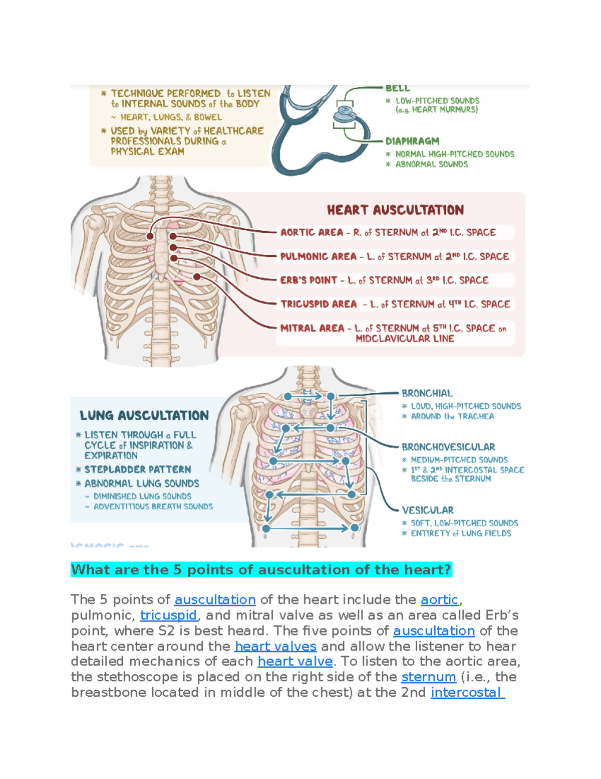 Auscultation Points for Heart & Lung Sounds: Key Details Explained ...