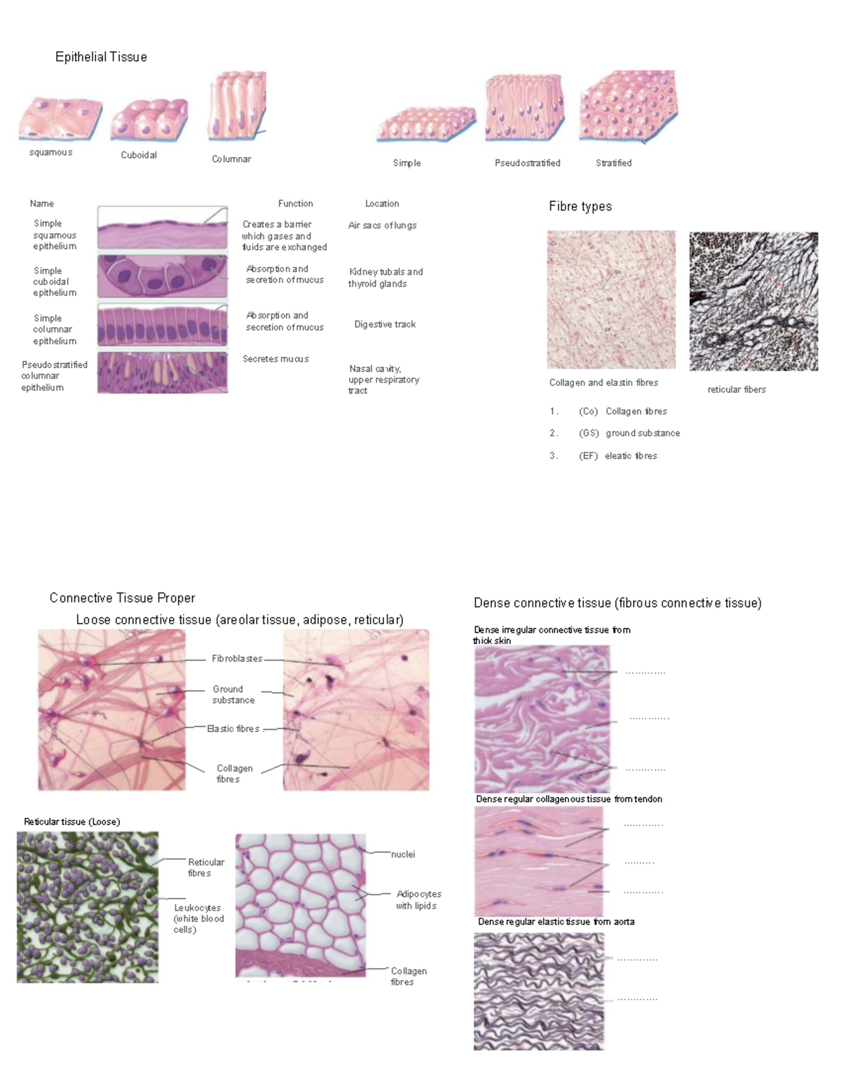 HAP1 Spot Test Practice: Epithelial & Connective Tissue Overview - Studocu