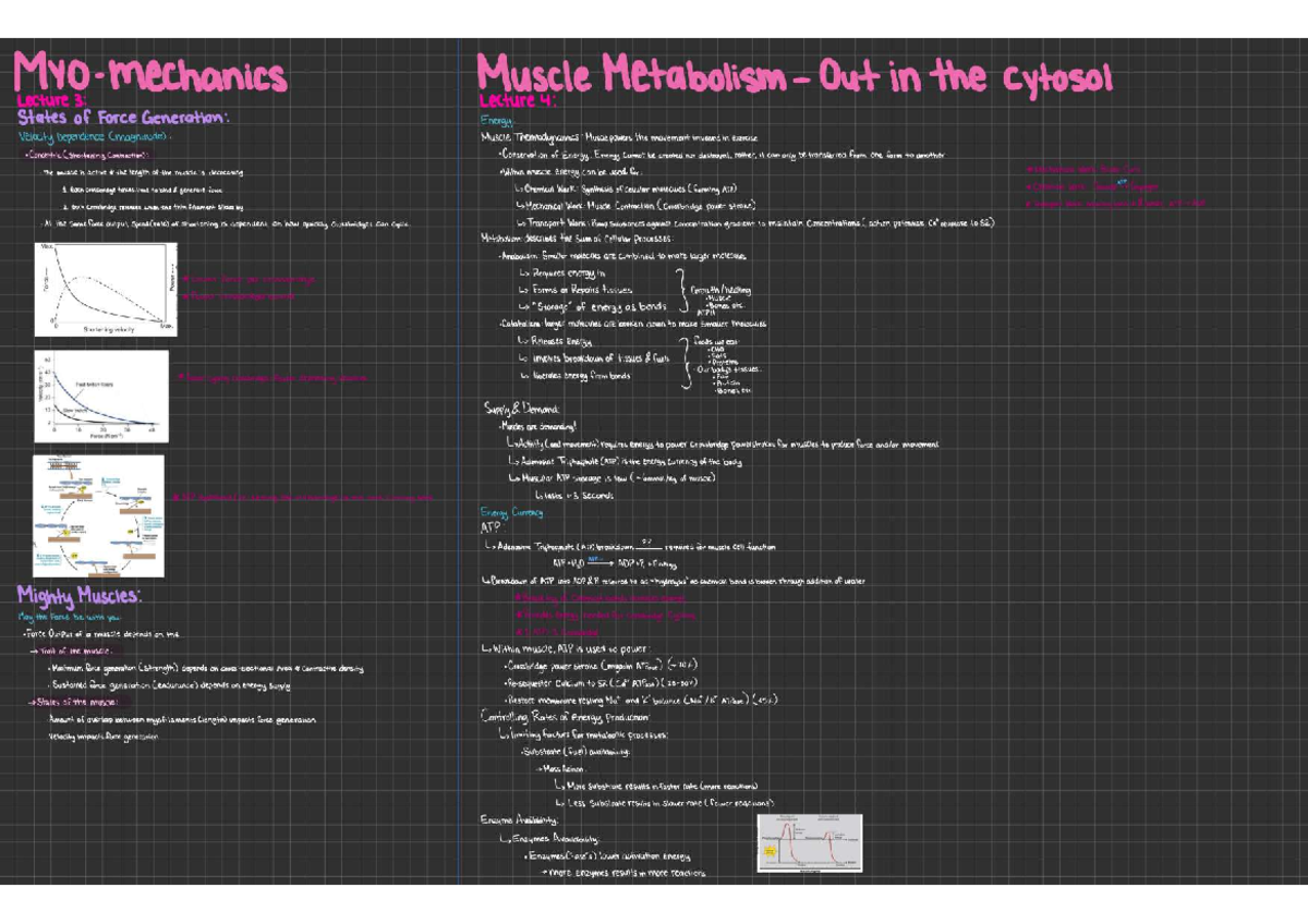 Muscle Thermodynamics & Force Generation: Lecture 3 Notes - Studocu