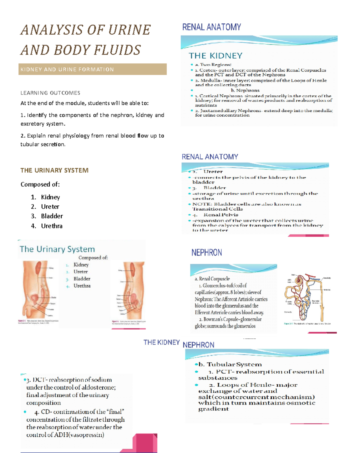 AUBF LEC1 - Analysis of Urinary System and Kidney Function - Studocu