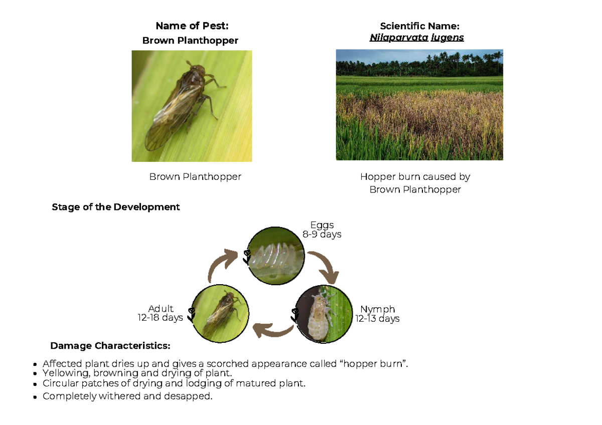Brown Plant hopper - Stage of the Development and Damage ...
