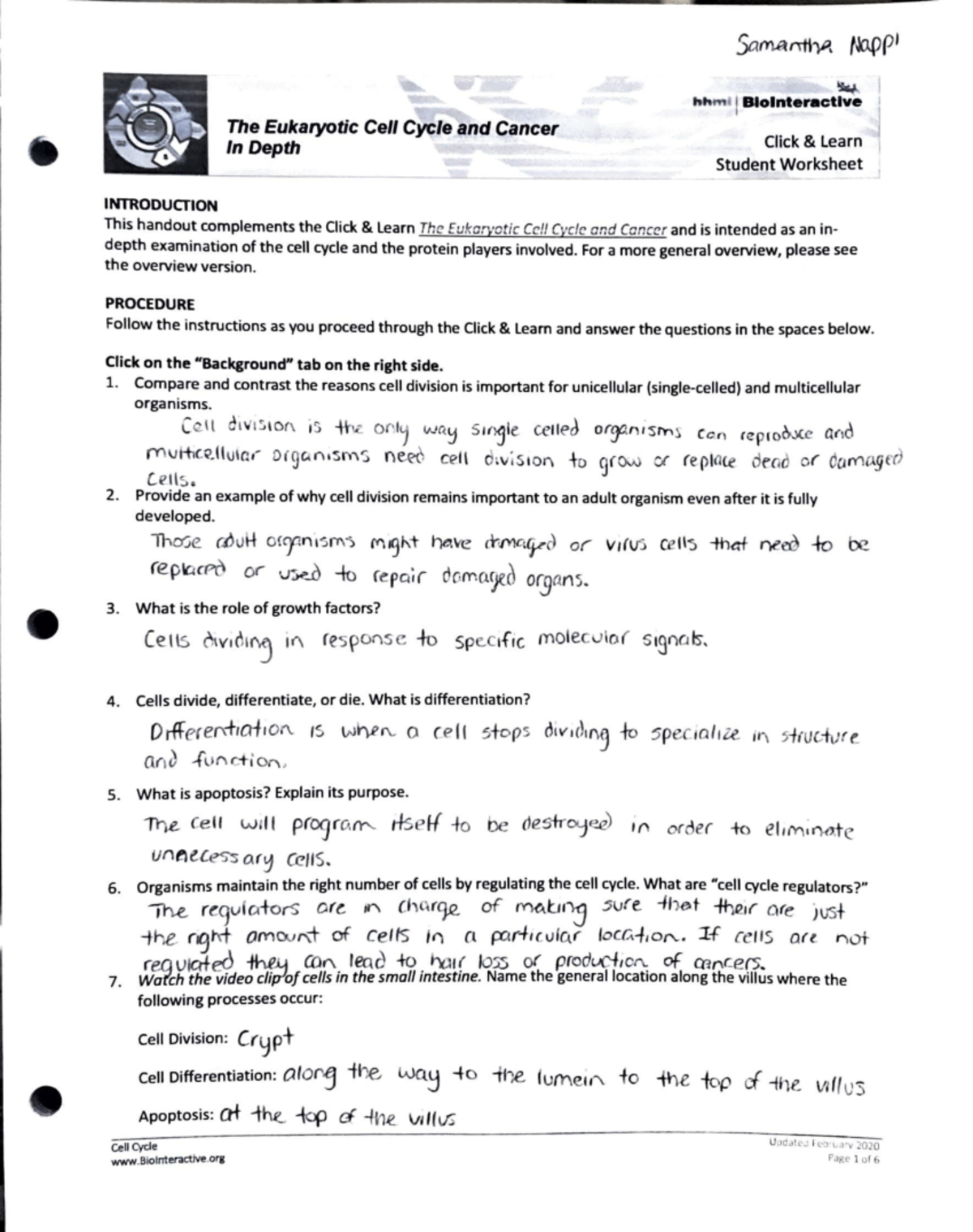 Cell Cycle HHMI worksheet - INTRODUCTION The Eukaryotic Cell Cycle and ...