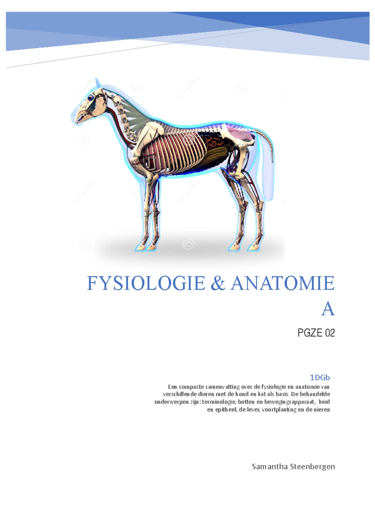 Anatomy of the cow - anatomie van een koe - descending colon transverse ...
