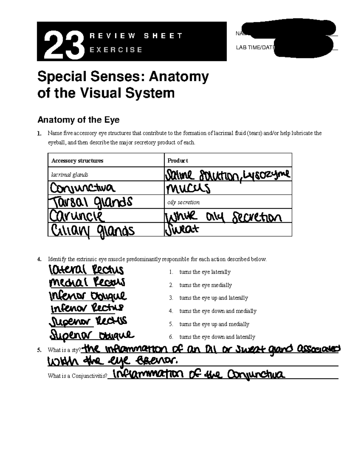 Special Senses: Visual System & Hearing Review Sheet (Exercises 23-25 ...