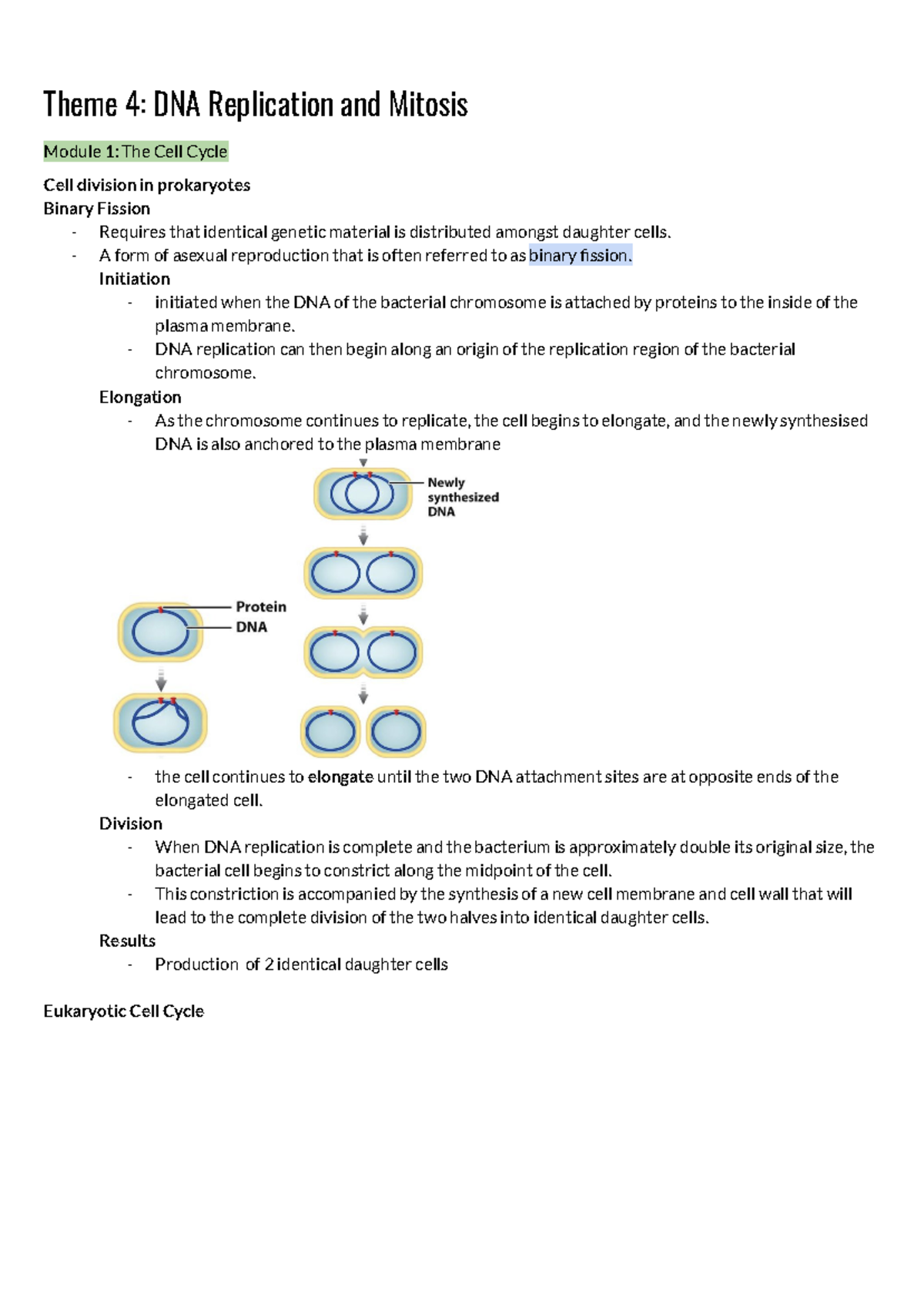 Biology 1A03 Midterm Review: DNA Replication & Mitosis Concepts - Studocu