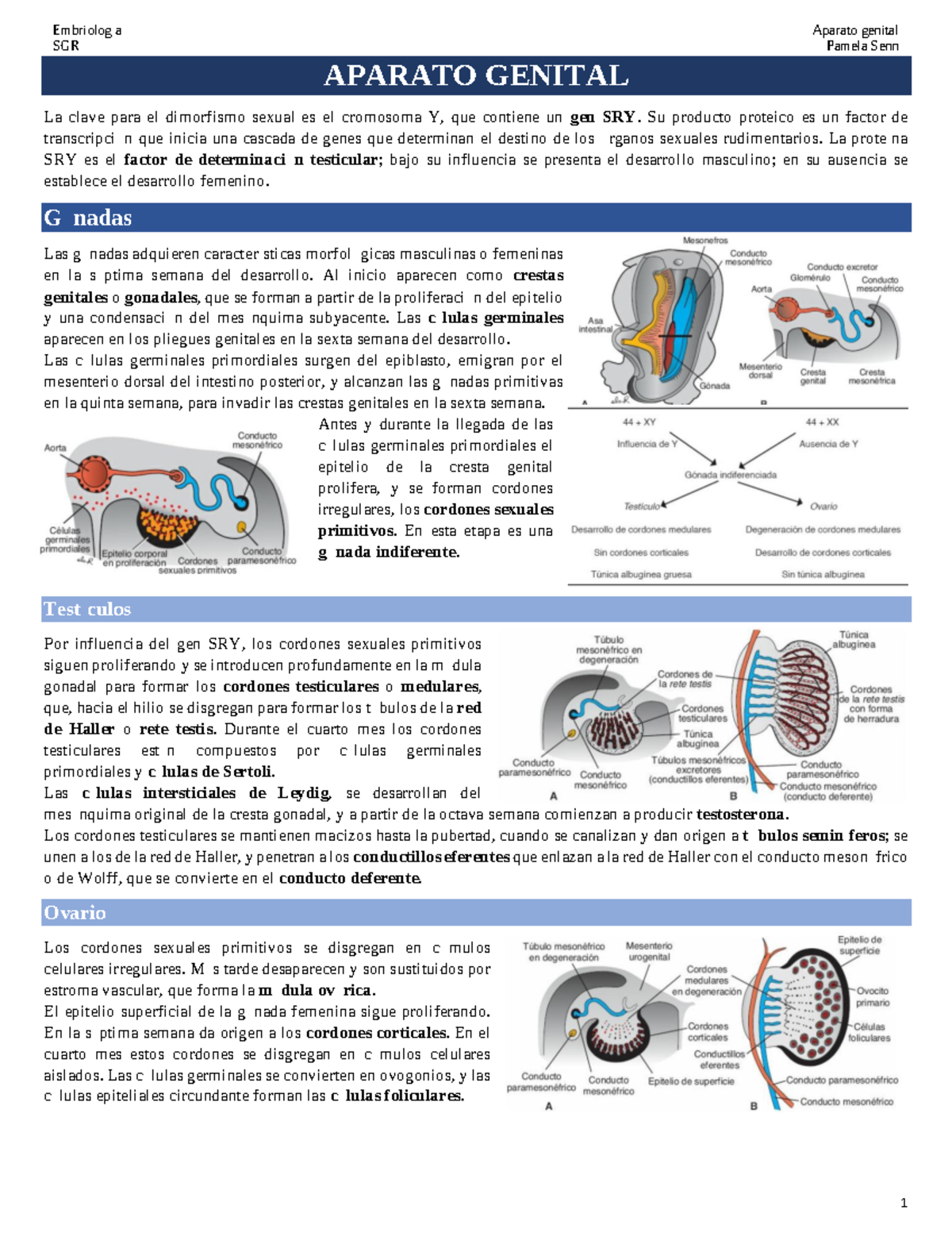 Aparato Genital: Embriología SGR - Pamela Senn - Studocu