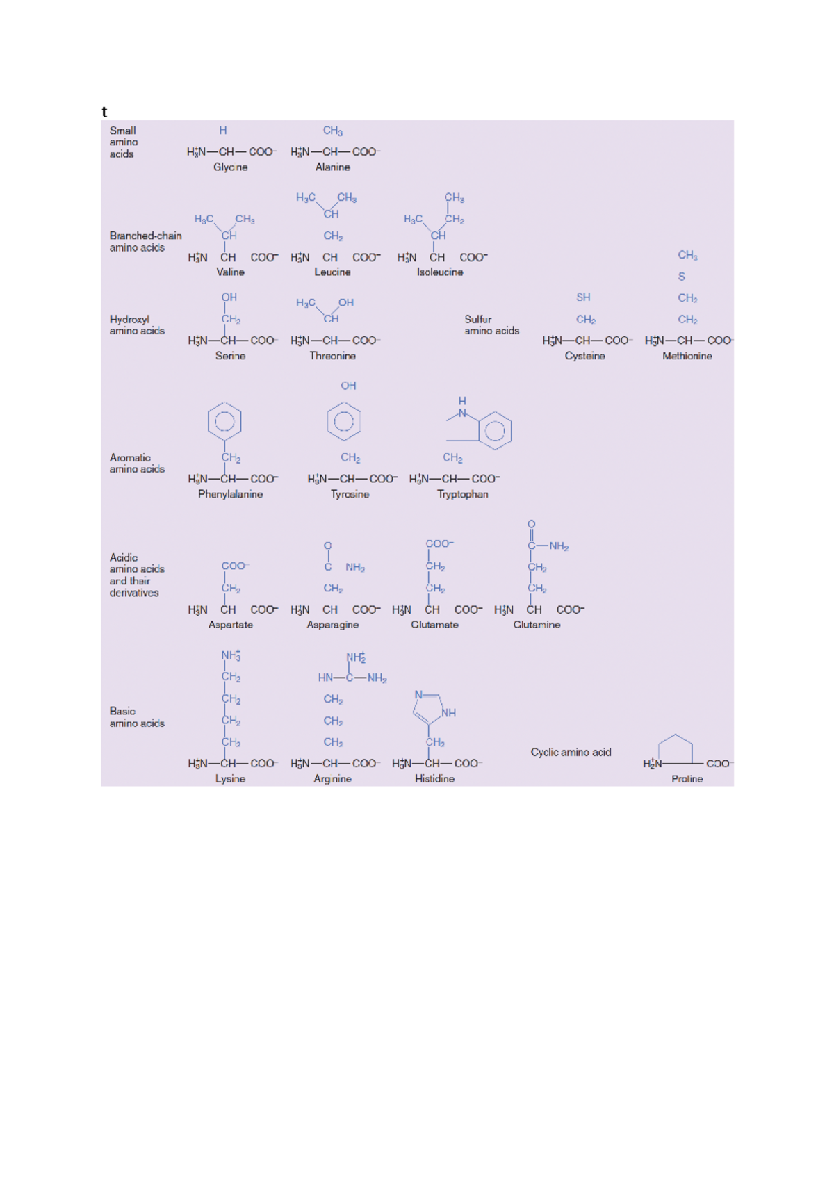 Amino Acids Chart: Understanding Different Types and Functions - Studocu