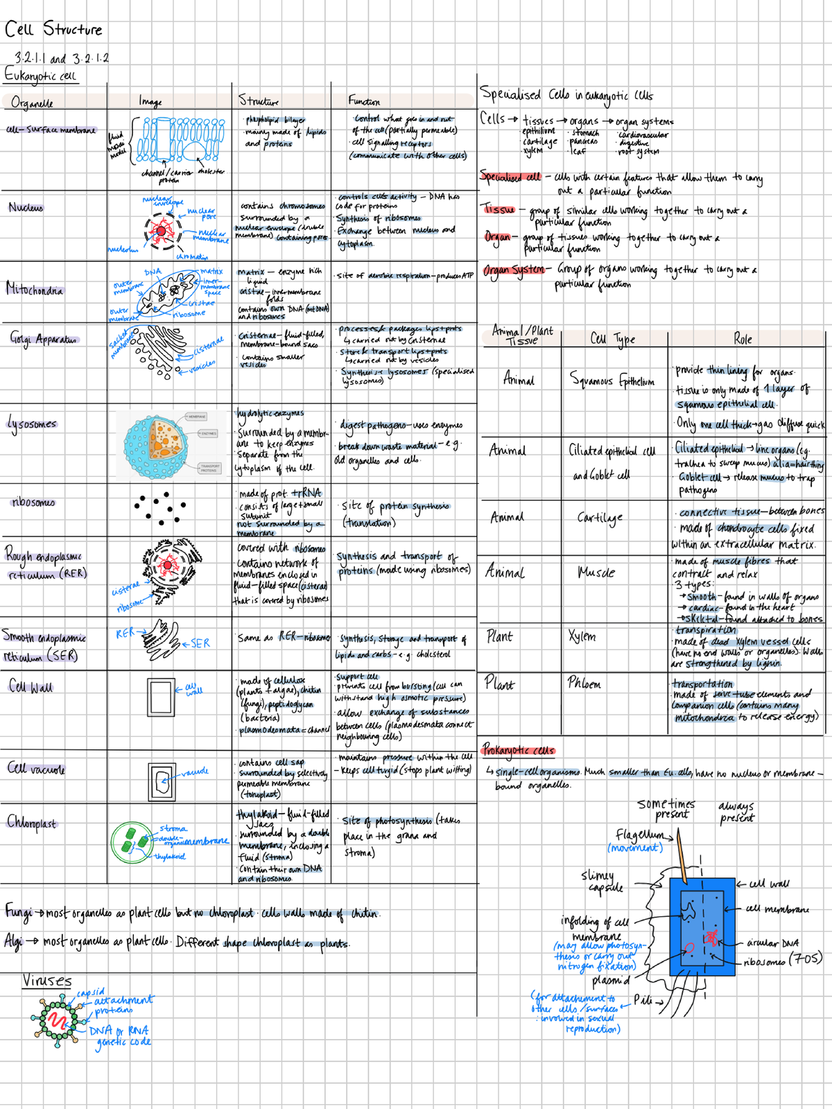 AS Biology - Cell Structure Notes & Diagrams for Study - Studocu