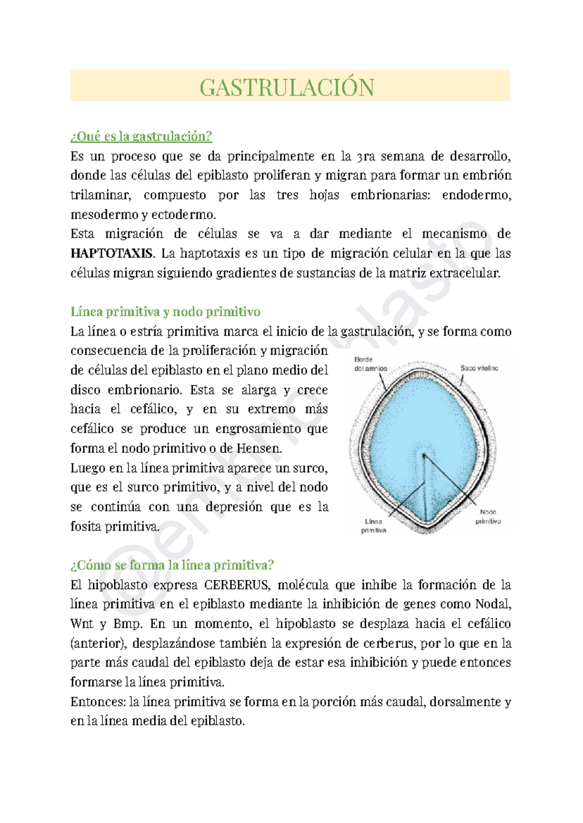 Gastrulación - Resumen de la formación embrionaria y ejes (Embriología ...