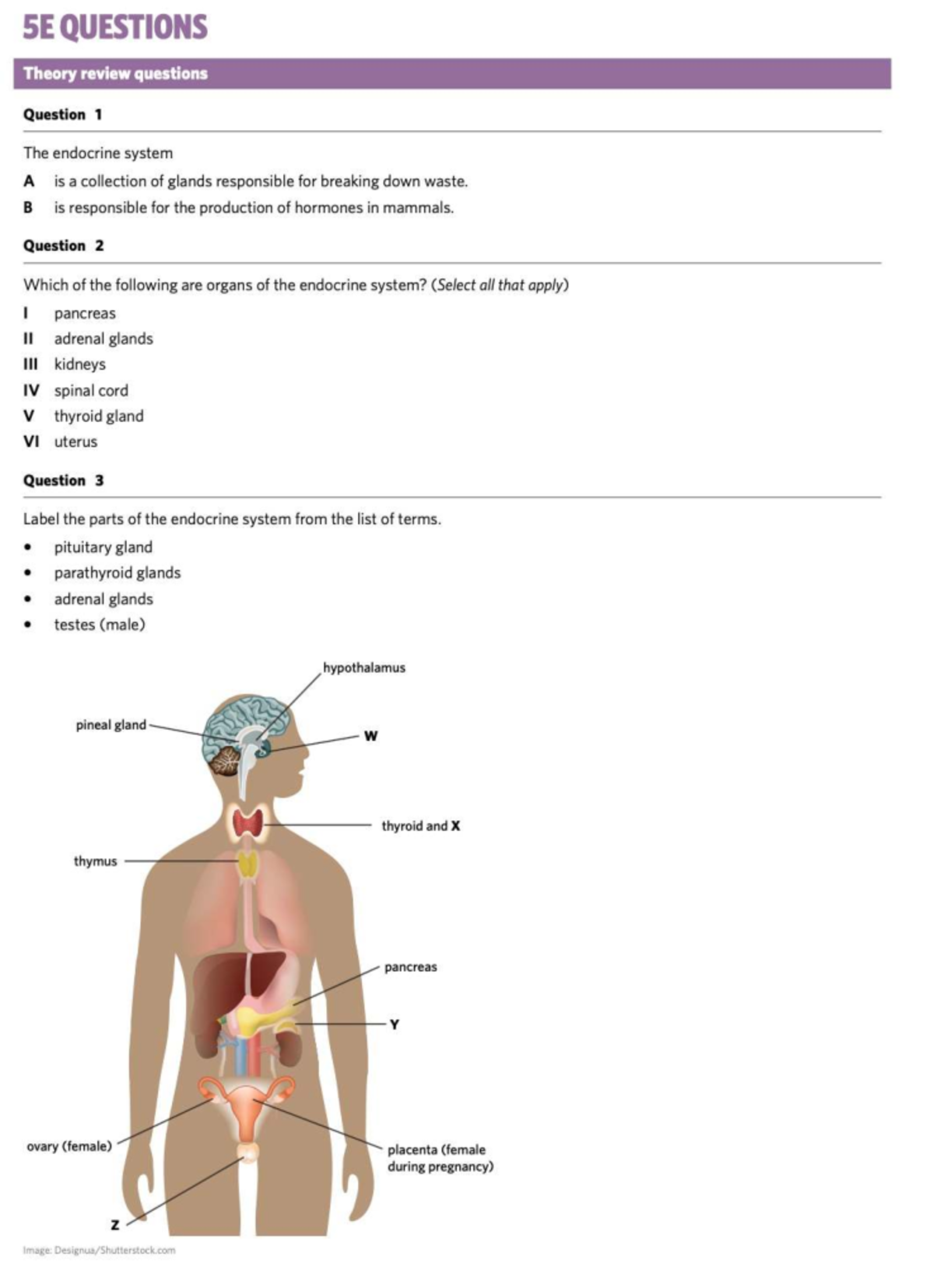 Endocrine System Review Questions - 5E Theory Exam Prep - Studocu