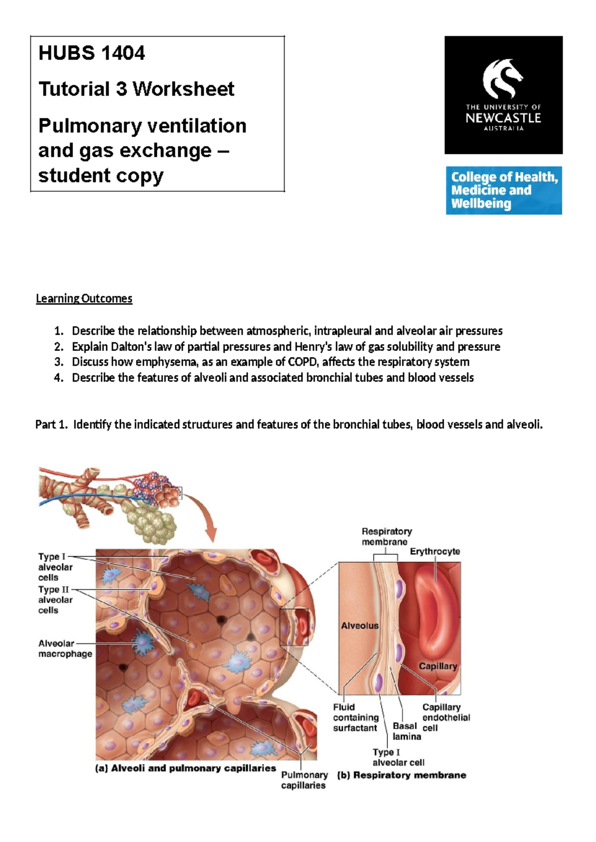 Tutorial 3 Pulmonary ventilation and gas exchange (student copy)-1 ...