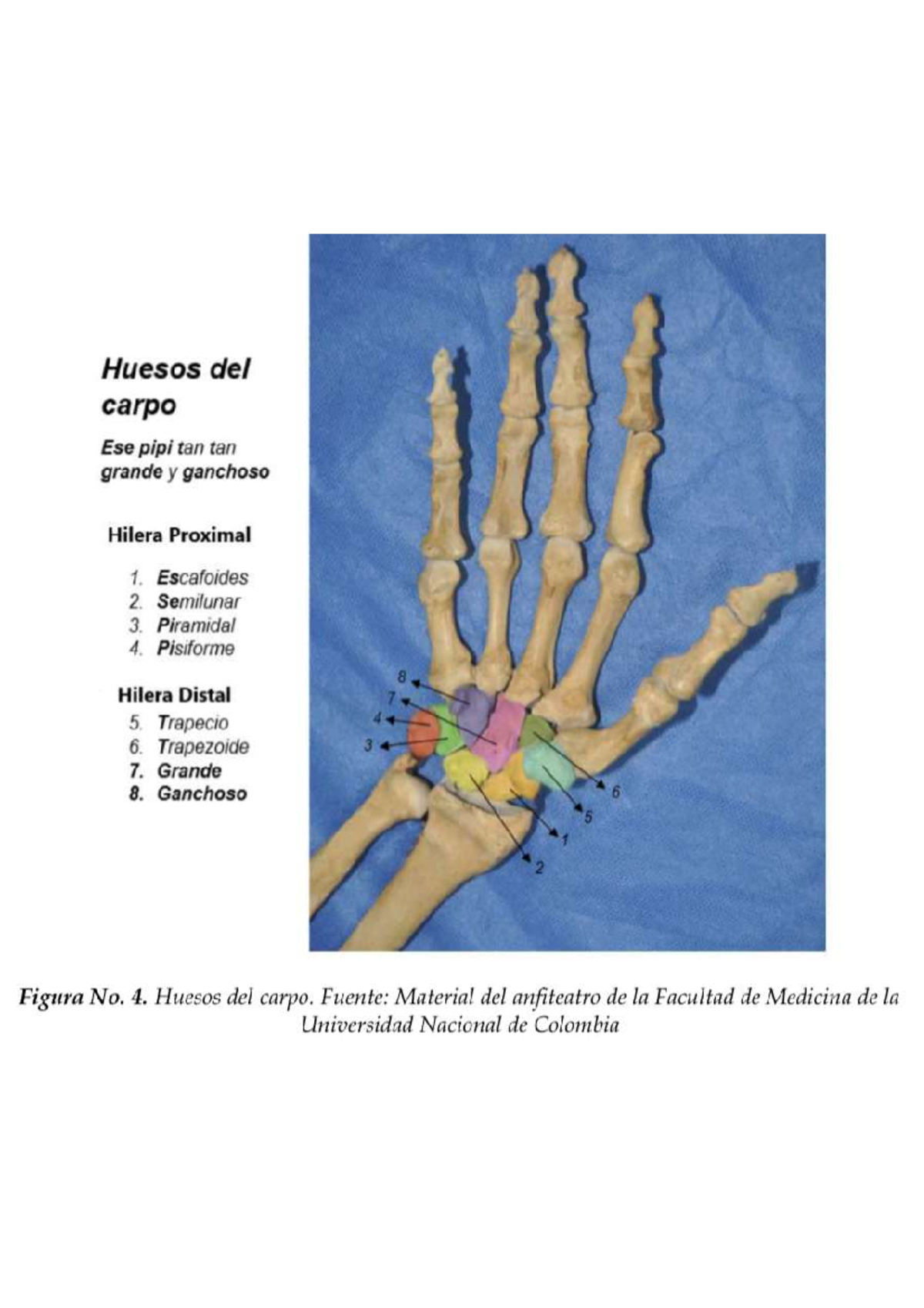 IMG 0046 - Mano - Anatomía - Huesos del carpo Ese pipi tan tan grande y ...