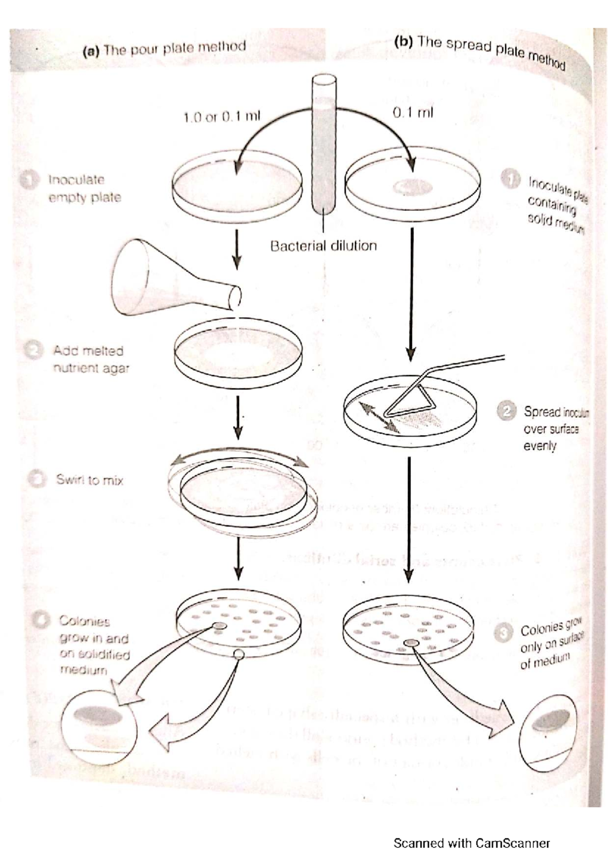 04P Method of Bacterial Culturing: Pour and Spread Plate Techniques ...