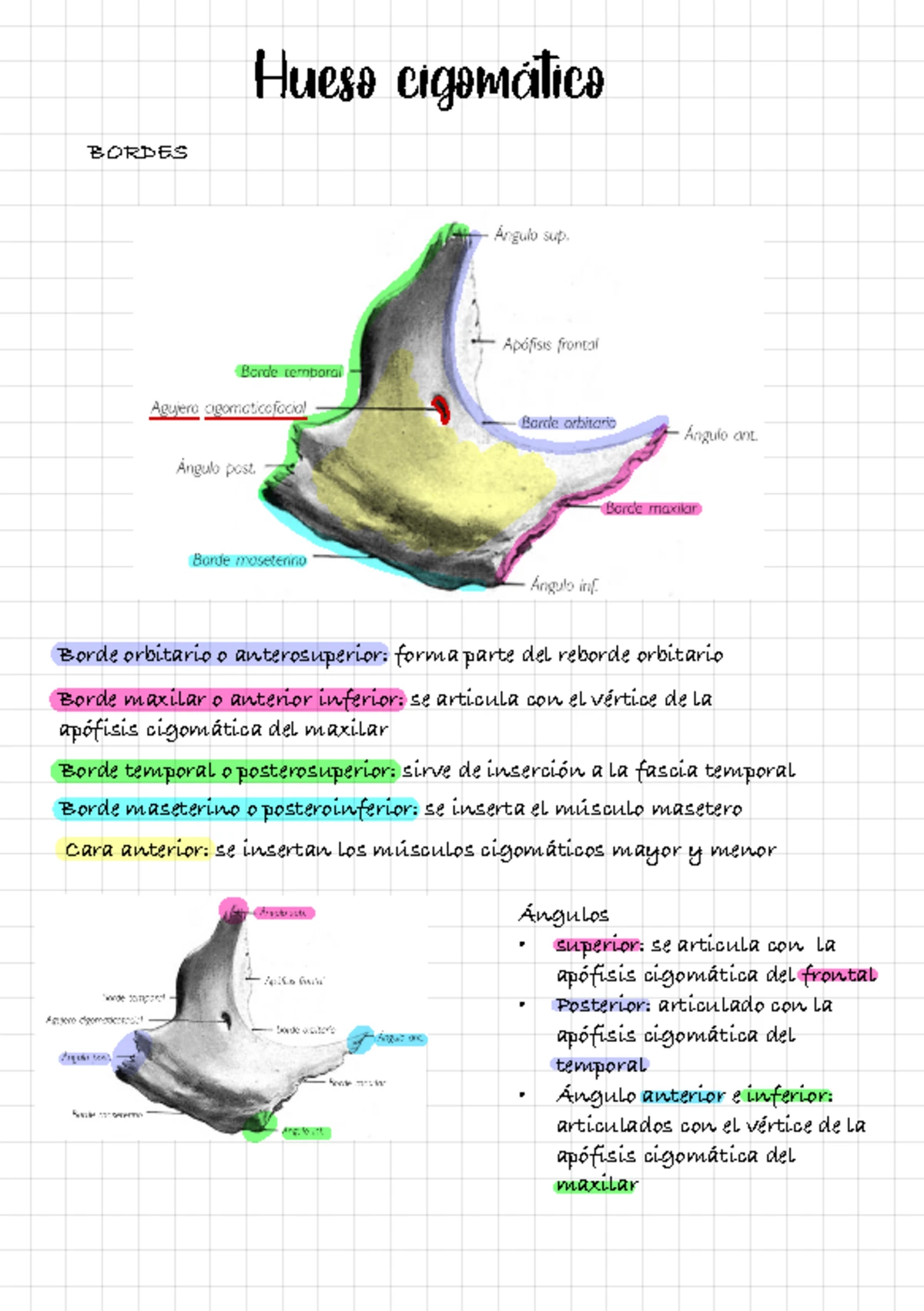 Estudio del Hueso Maxilar: Anatomía y Características Detalladas - Studocu