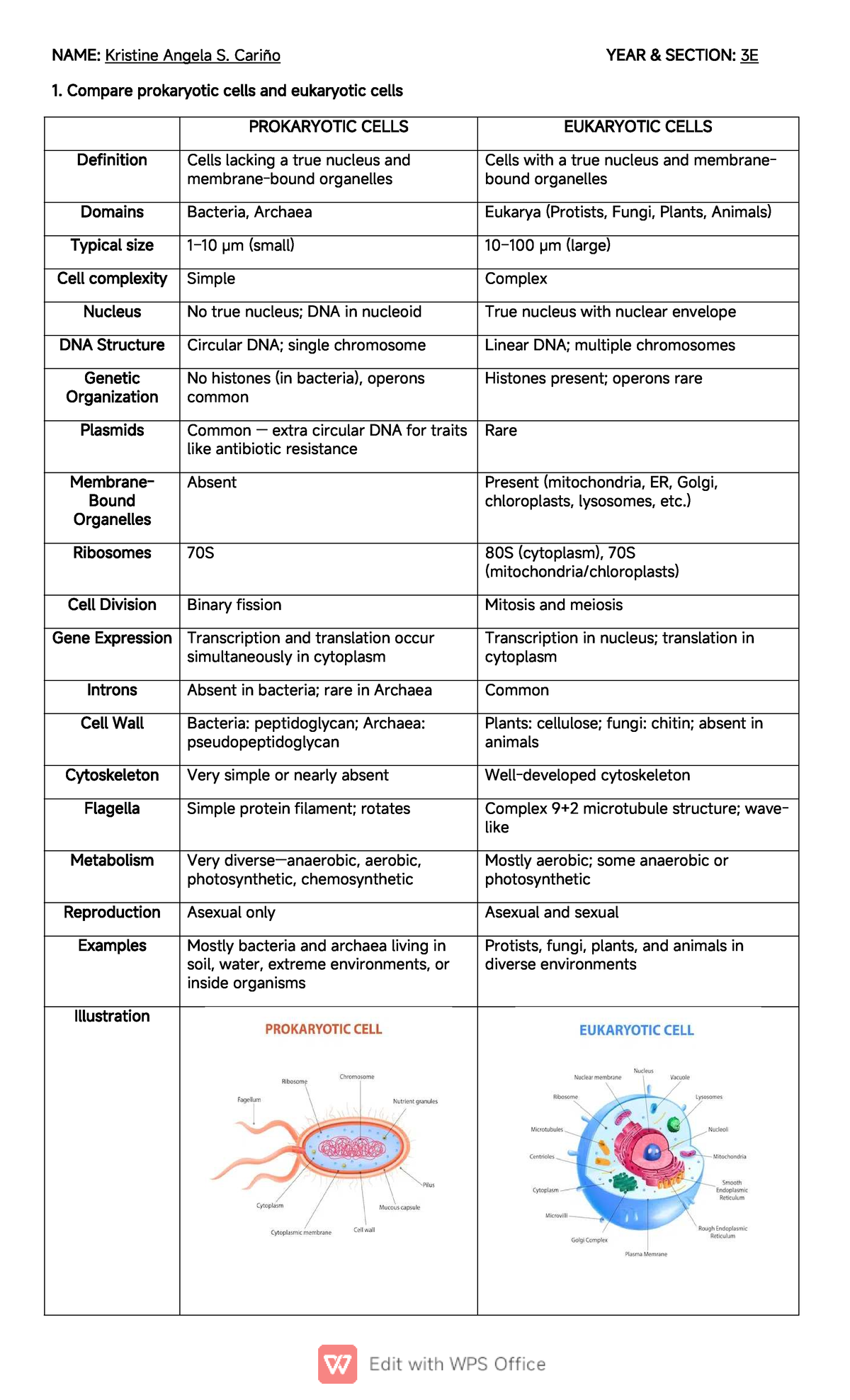 Biochem Assignment - Comparing Prokaryotic and Eukaryotic Cells - Studocu