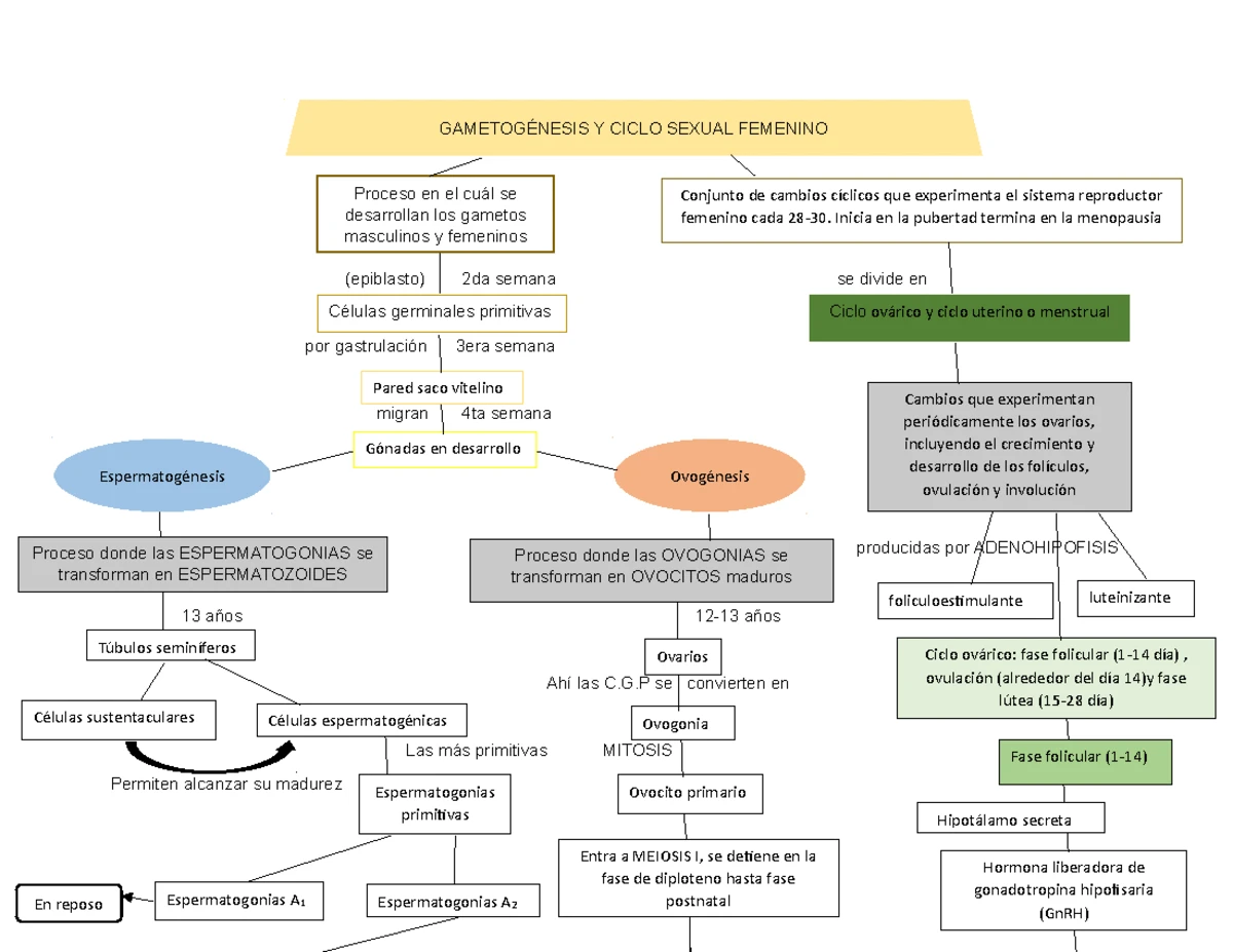 Segmentación y Desarrollo Embrionario: Aspectos Clave y Estadios - Studocu