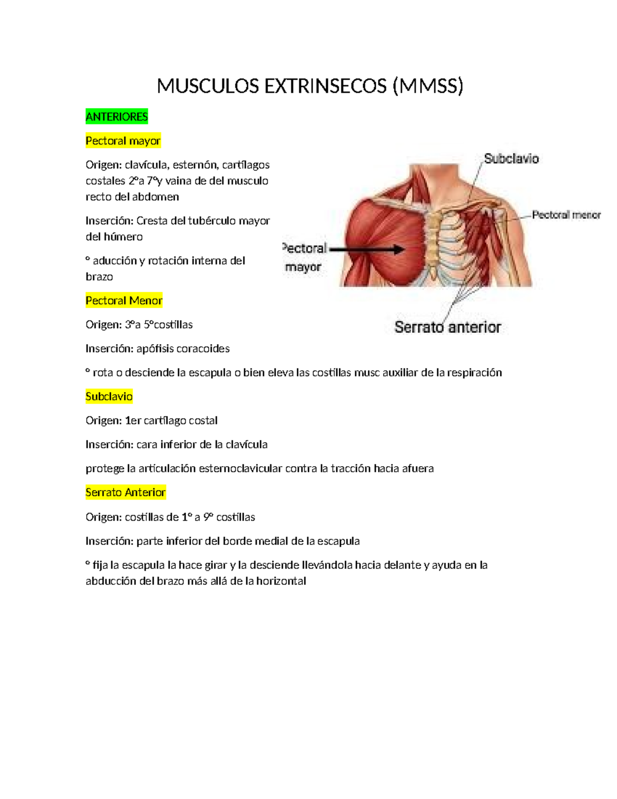 origenes y musculos - MUSCULOS EXTRINSECOS (MMSS) ANTERIORES Pectoral ...