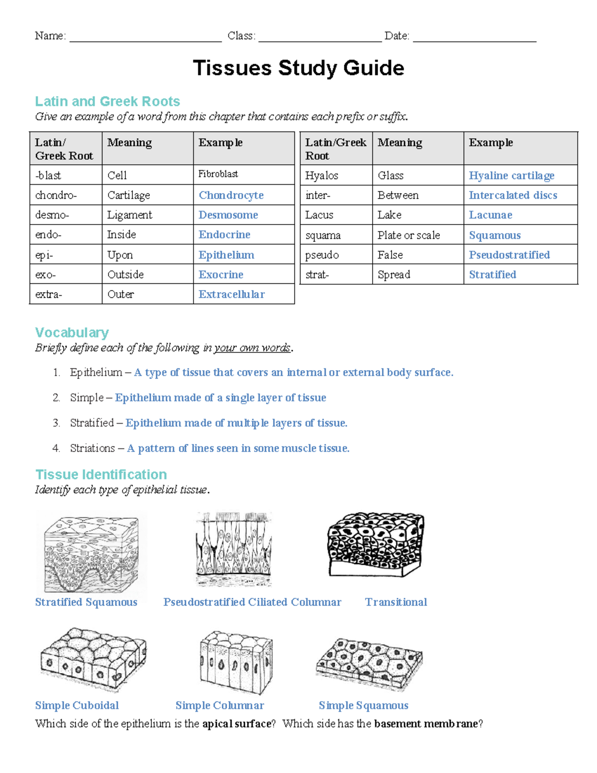 Tissues Study Guide KEY: Key Concepts and Vocabulary for Class Note ...