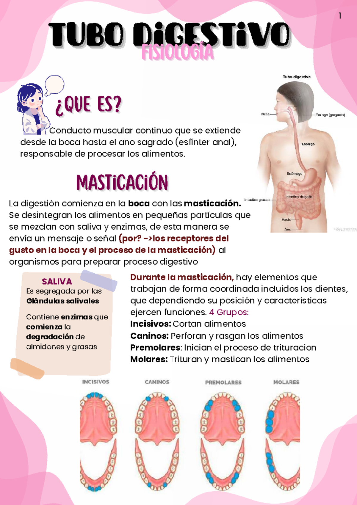 Fisiología del Tubo Digestivo: Procesos y Funciones Esenciales - Studocu