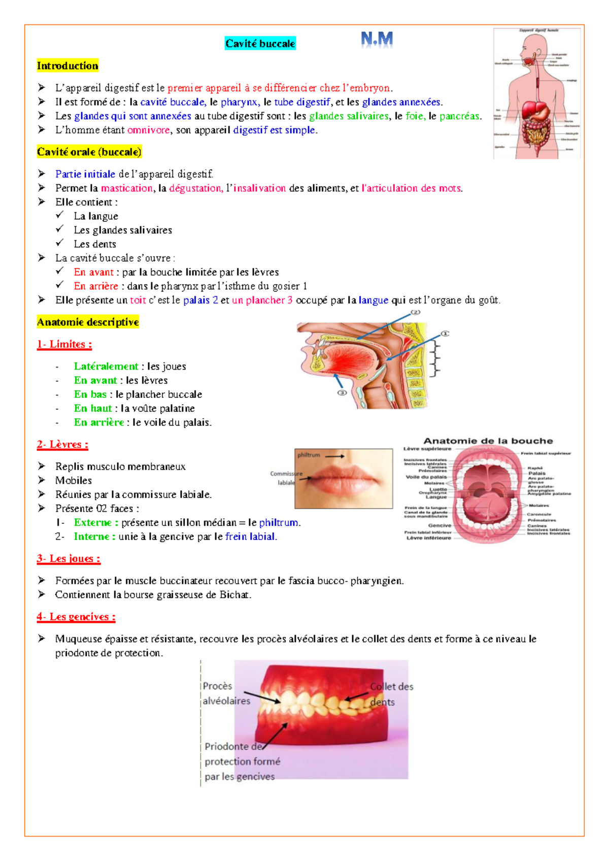 Anatomie et Fonction de la Cavité Buccale dans l'Appareil Digestif ...