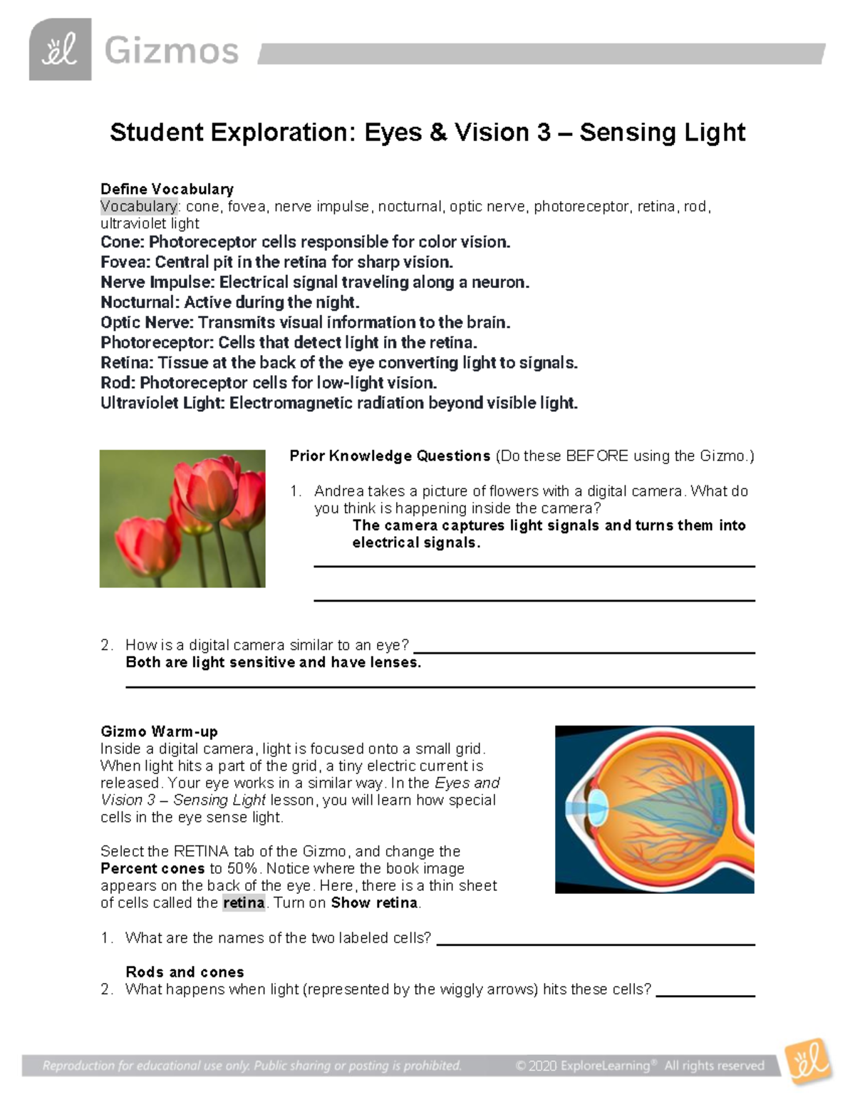 Sensing Light in Eyes: Vocabulary & Concepts for SE 1 Exam - Studocu