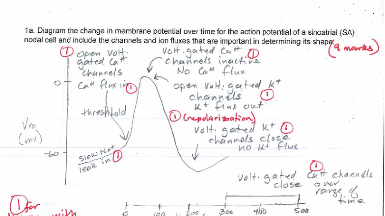 SA Node Action Potential Dynamics: Problem Solving Assessment 1 Marking ...