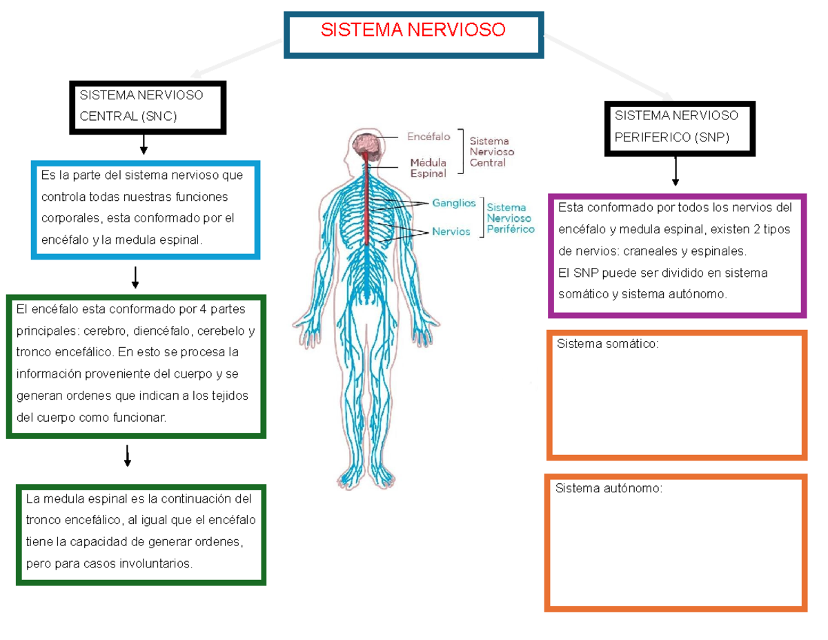 Mapa Conceptual del Sistema Nervioso Central y Periférico (SNC/SNP ...