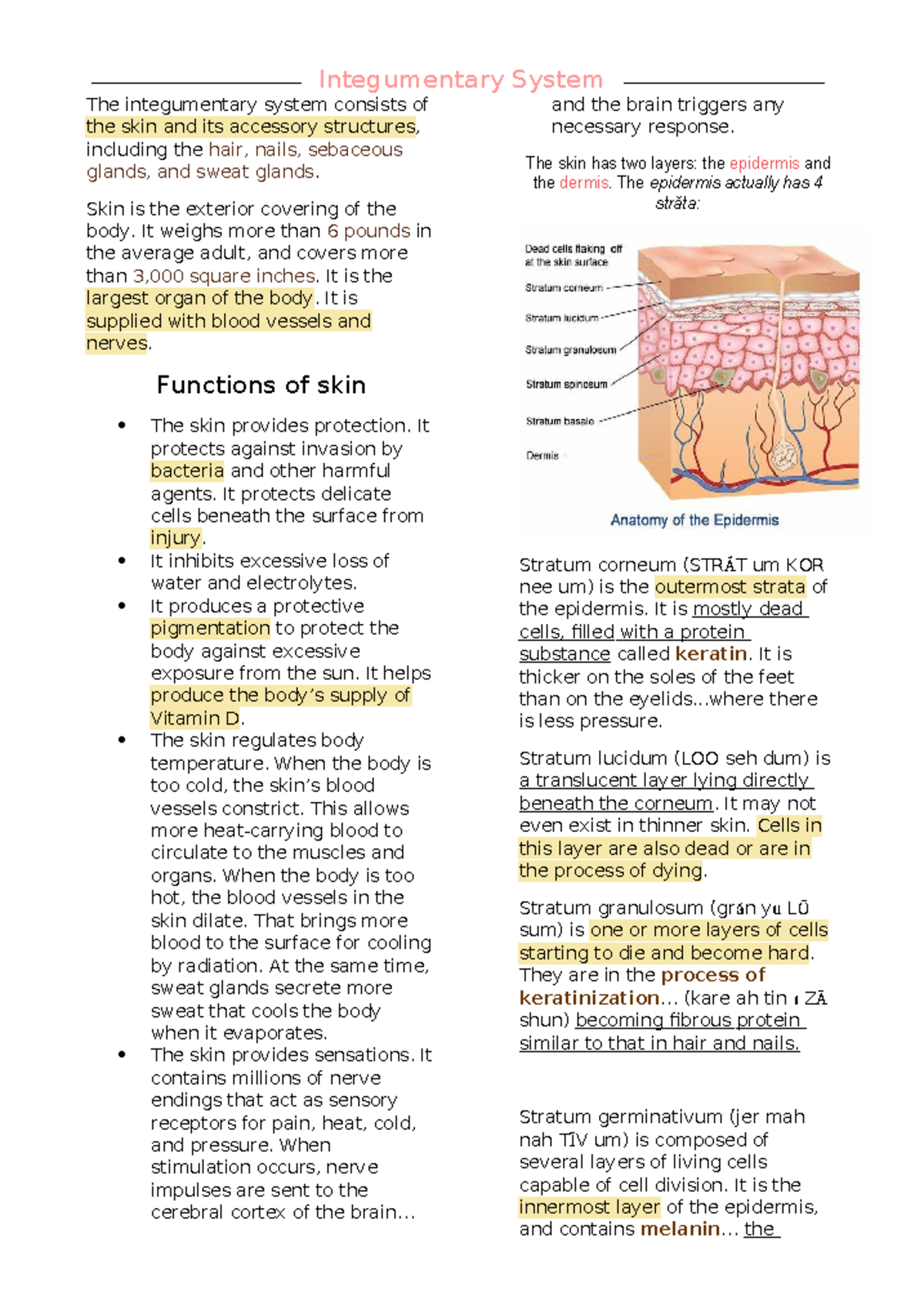 Integumentary System Overview: Functions & Anatomy of the Skin - Studocu