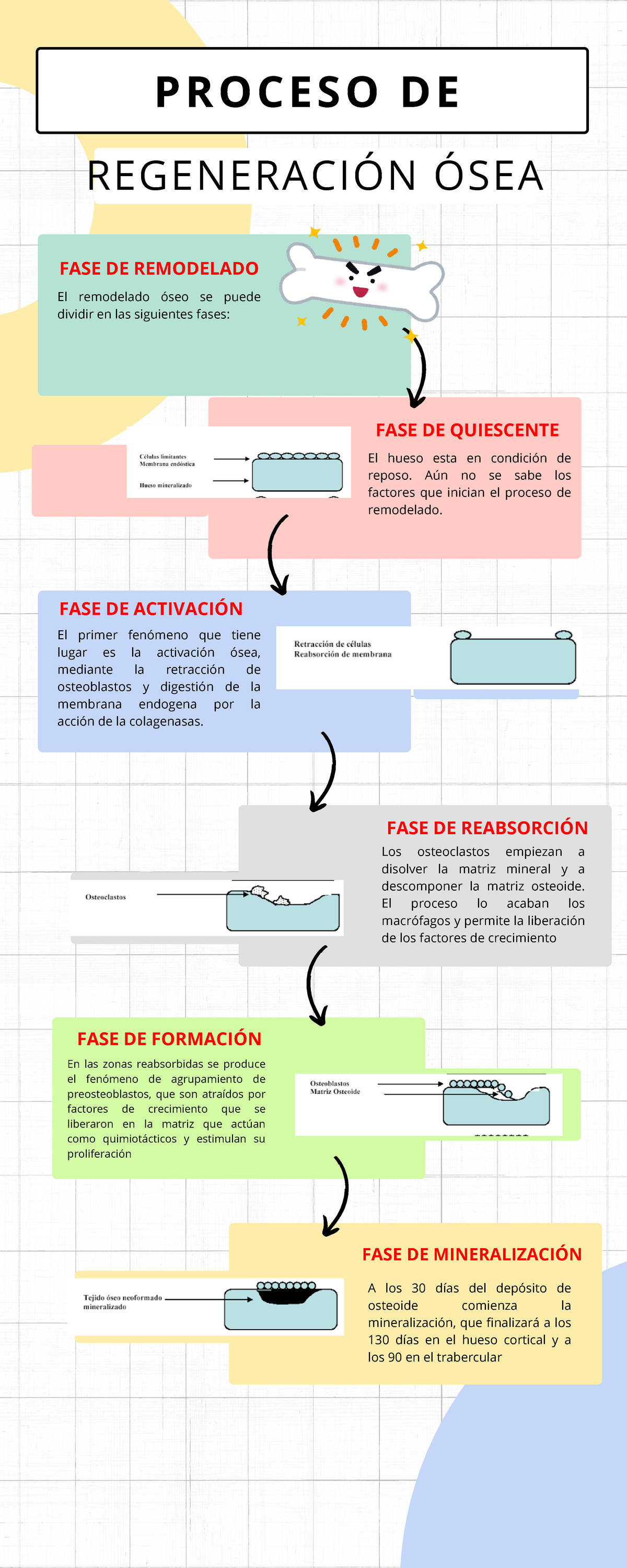 Proceso de regeneración ósea - FASE DE REMODELADO El remodelado óseo se ...