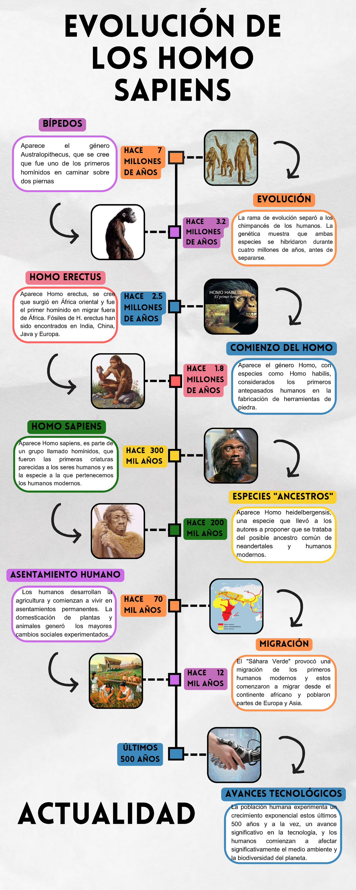 Infografía sobre la Evolución del Hombre: Homo Sapiens y Antepasados ...