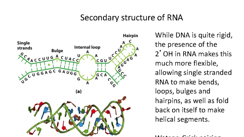 L17 - DNA Replication & Repair Lecture Notes - Studocu