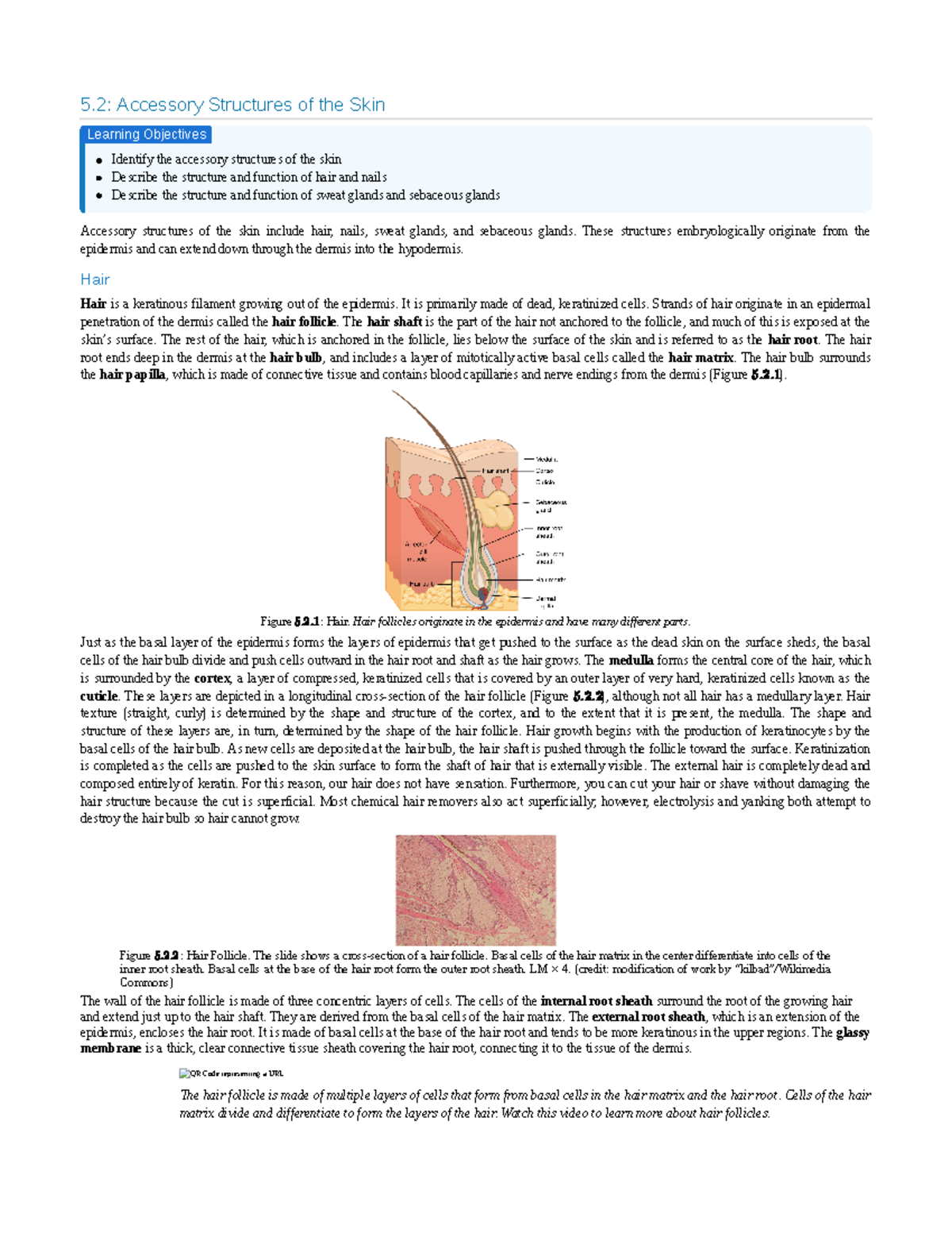 5.2 Accessory Structures of the Skin - 5: Accessory Structures of the ...