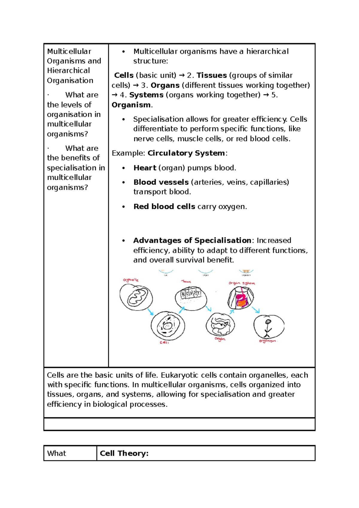 Multicellular Organisms: Hierarchical Structure & Cell Theory Overview