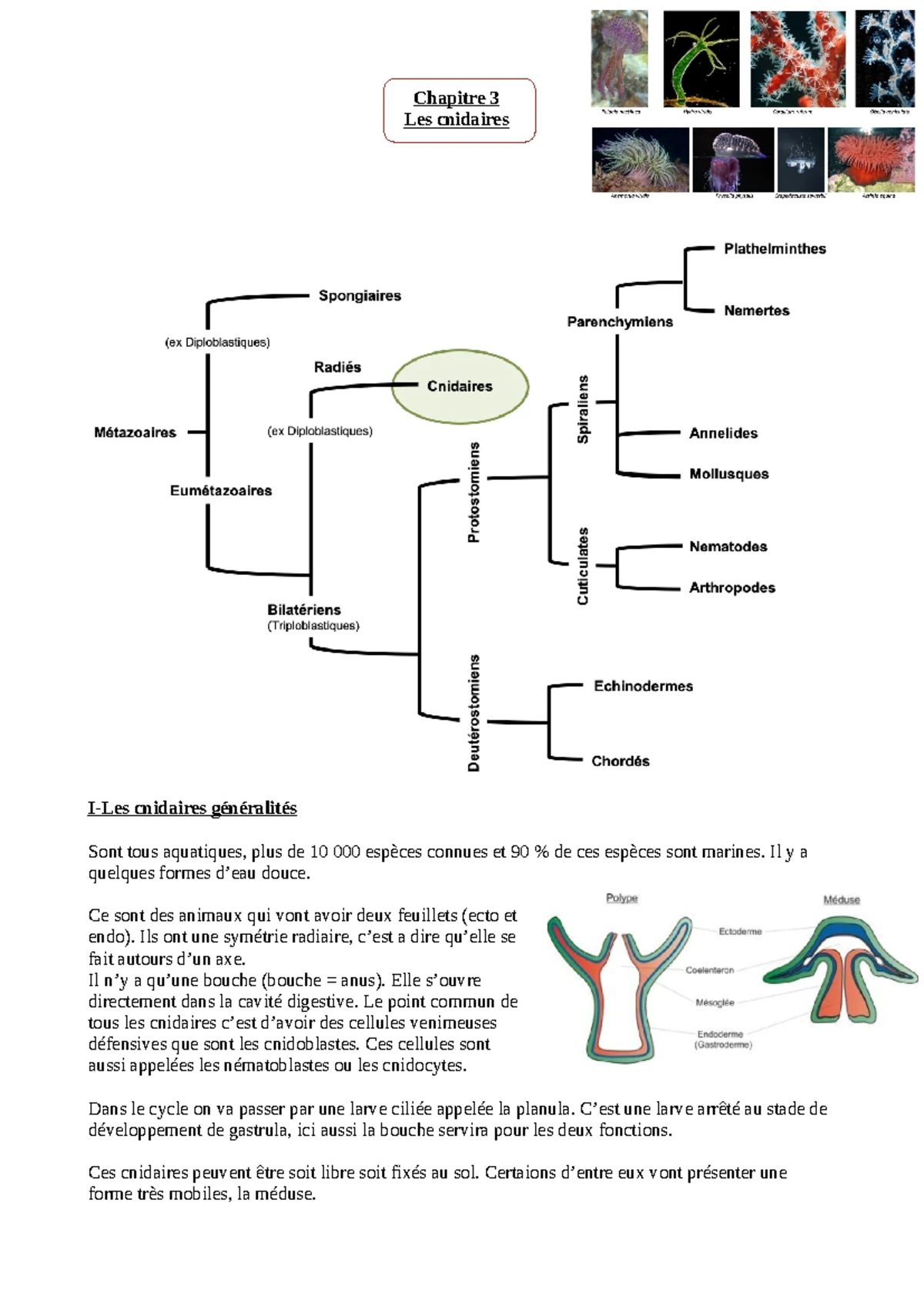 Biologie animale L1 - S1 - Chapitre 1-2-3-4 - BIOLOGIE ANIMALE Animal (nom de genre et nom d ...