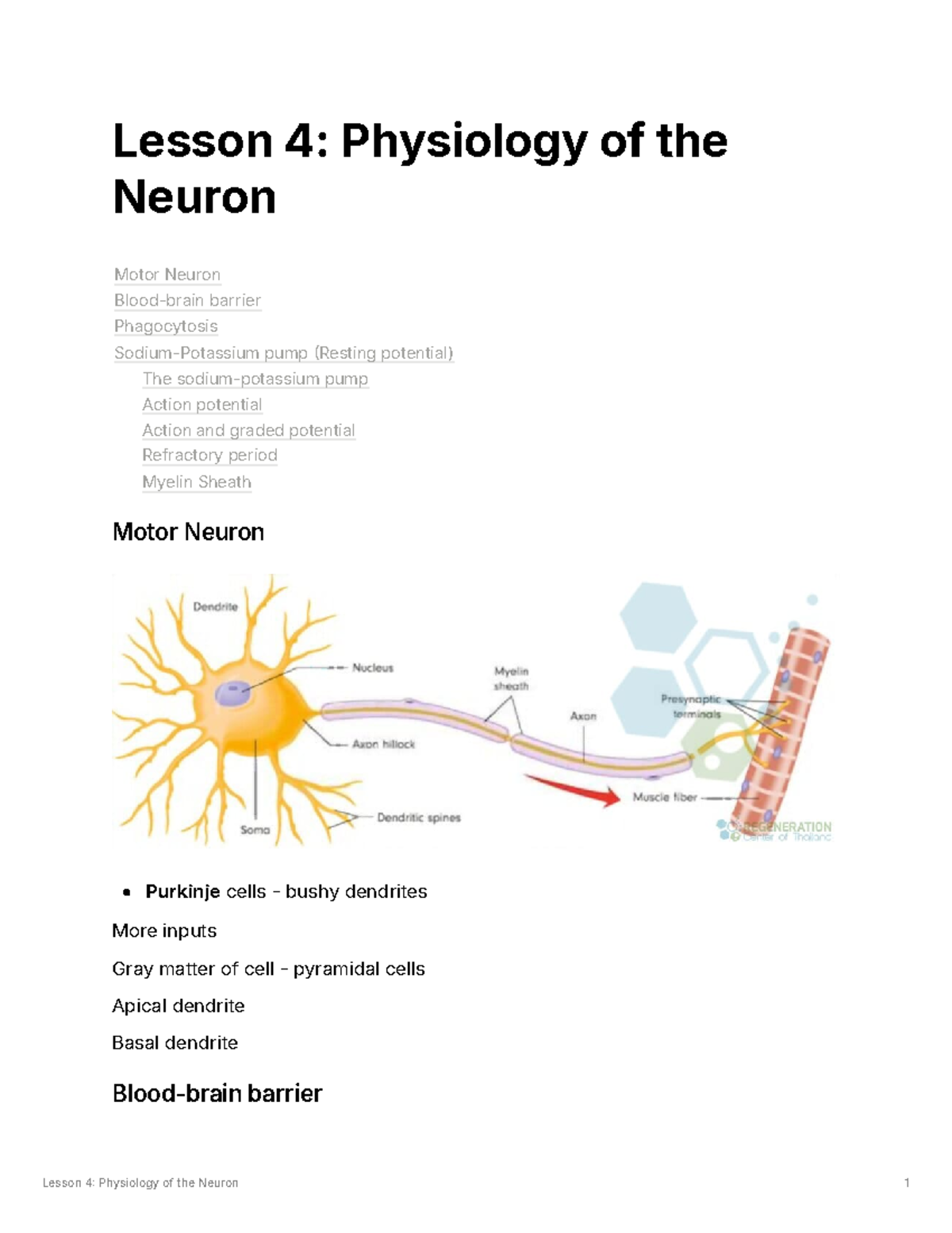 Physiology of the Neuron - Lesson 4: Physiology of the Neuron Motor Neuron Purkinje cells ...