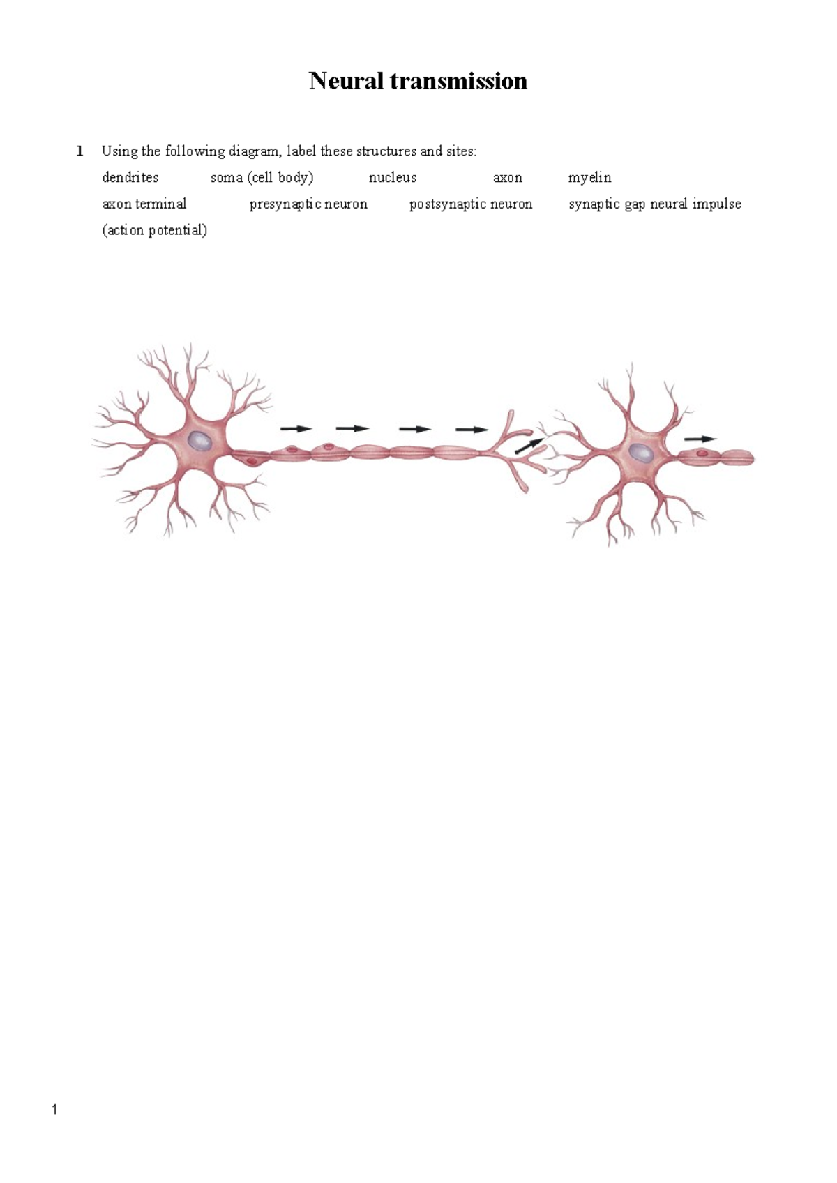 5. Neural Transmission: Labeling and Communication at the Synapse - Studocu
