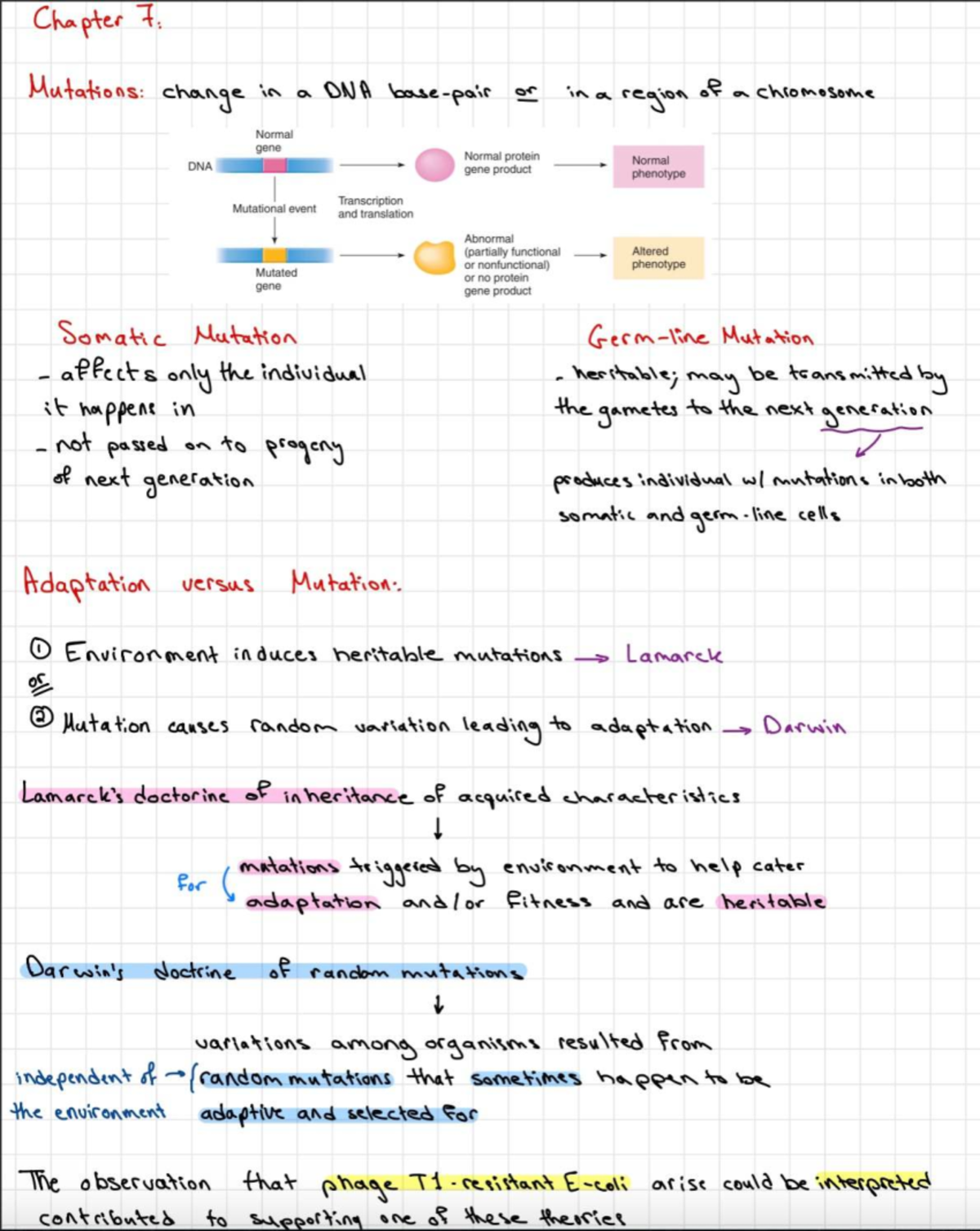 Chapter 7: Mutations and Their Impact on DNA and Phenotypes - Studocu