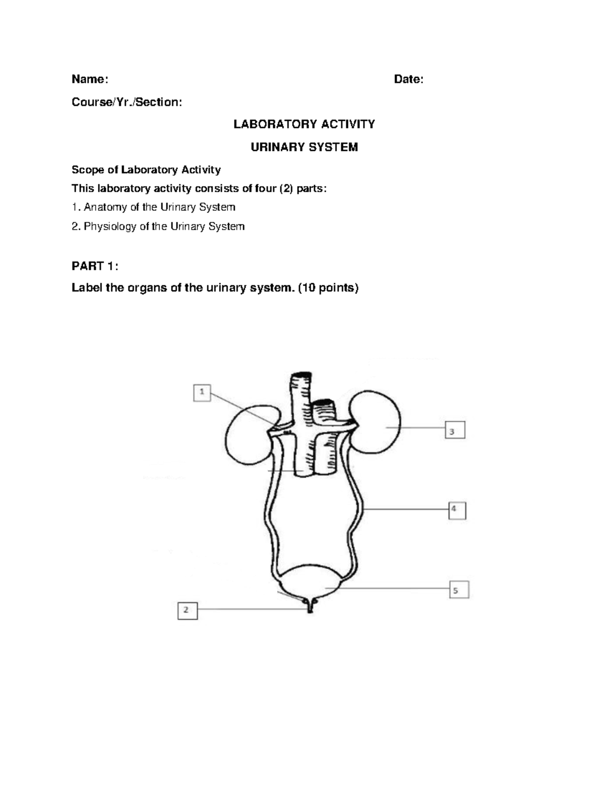 LAB Activity: Anatomy & Physiology of the Urinary System - Studocu