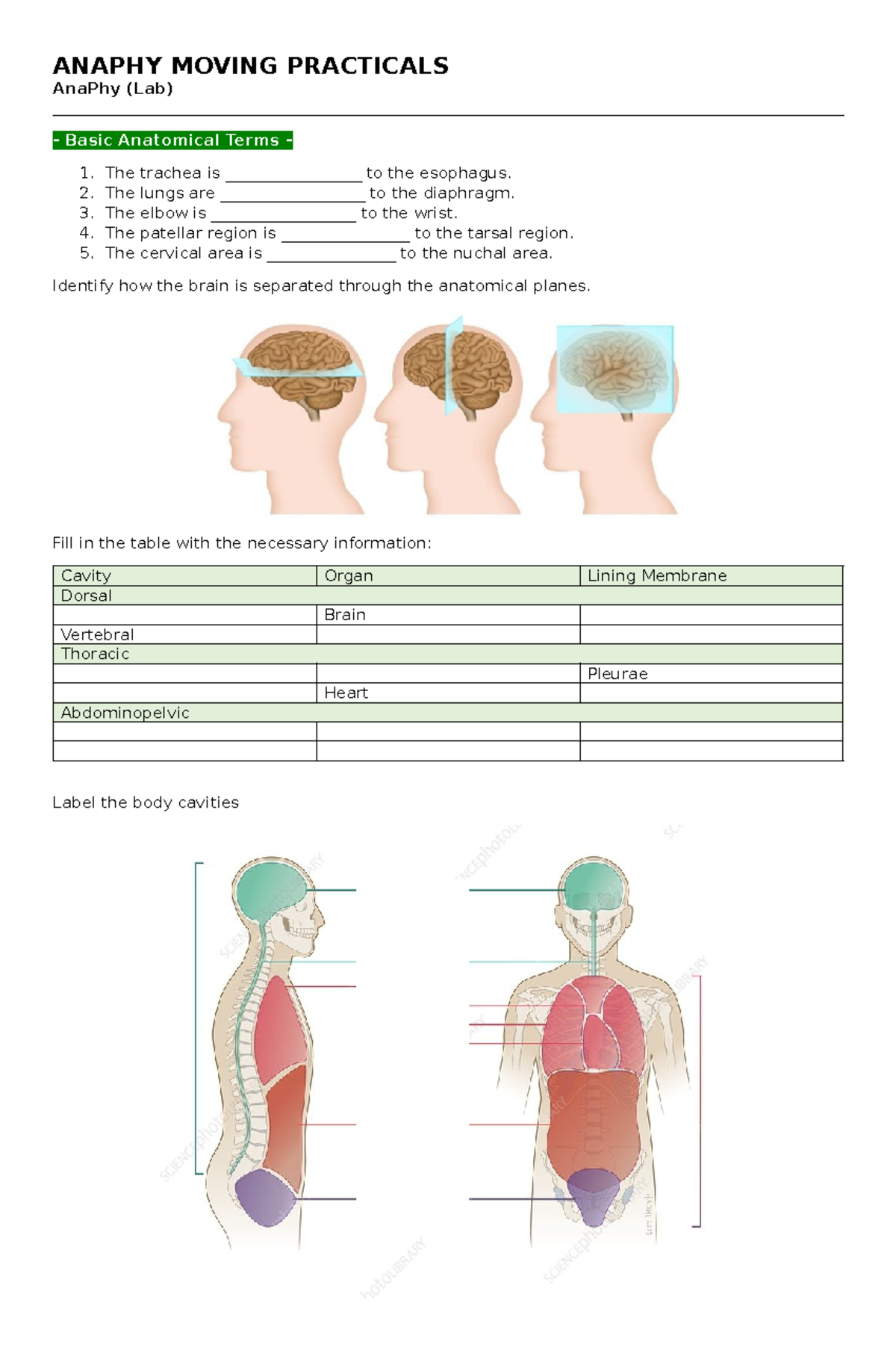 AnaPhy Lab Worksheet: Anatomical Terms and Brain Structures - Studocu